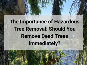 Trees & All Blog | Expert Tips, Guides,Landscaping, and Tree Care