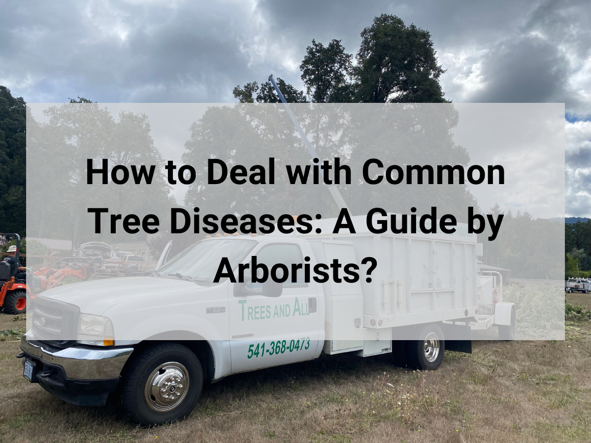 How to Deal with Common Tree Diseases: A Guide by Arborists